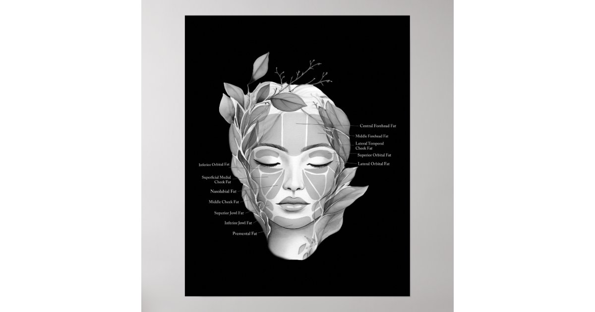 Face Anatomy Facial Fat Pad Beautician Decor | Zazzle