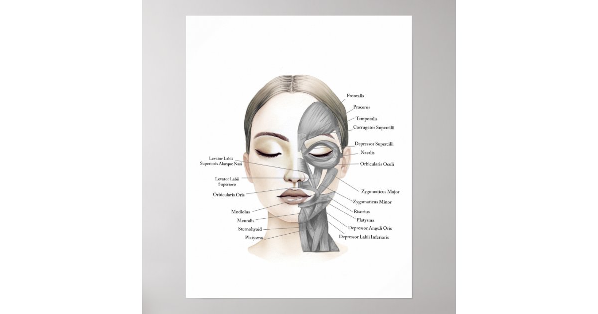 Face Anatomy Facial Muscles Beauty Decor | Zazzle