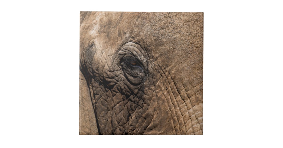 Face of an Elephant Ceramic Tile | Zazzle