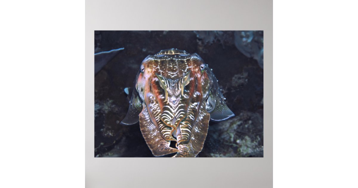 Face of the Cuttlefish Poster | Zazzle