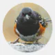 Face to Face with a Spotted Towhee Classic Round Sticker | Zazzle
