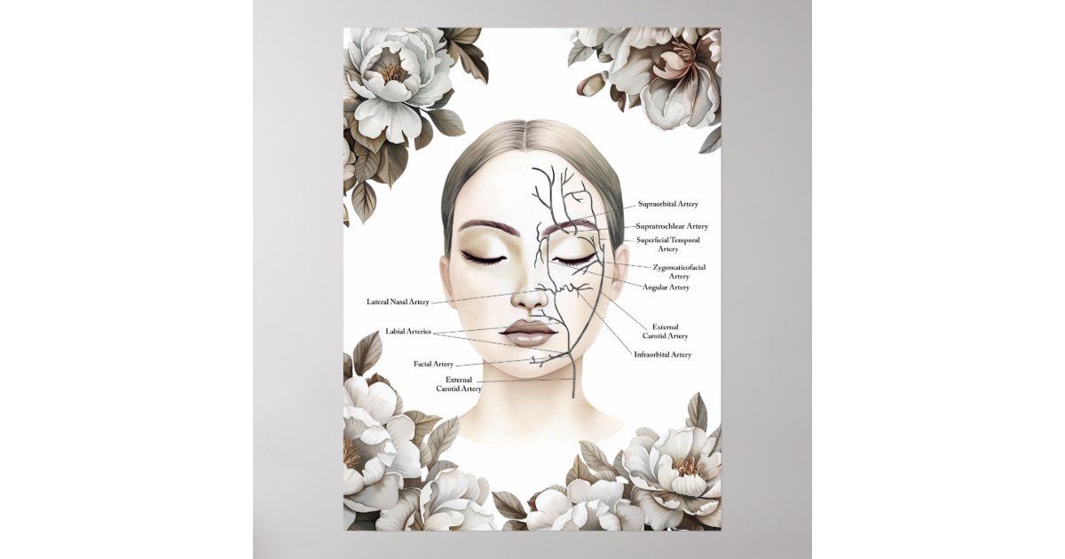 Facial Anatomy Blood Vessel Botox Decor | Zazzle