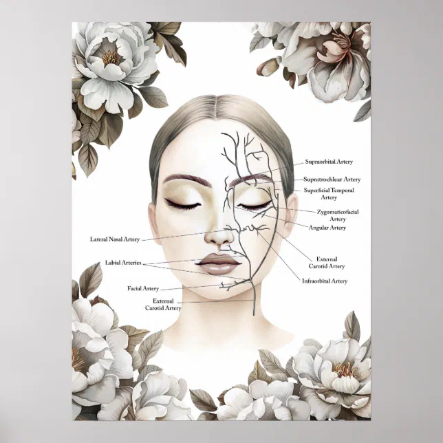 Facial Anatomy Blood Vessel Botox Decor | Zazzle