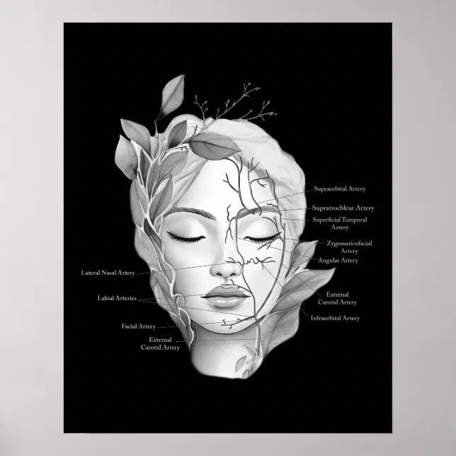 Facial Anatomy Showing Blood Vessels Poster | Zazzle