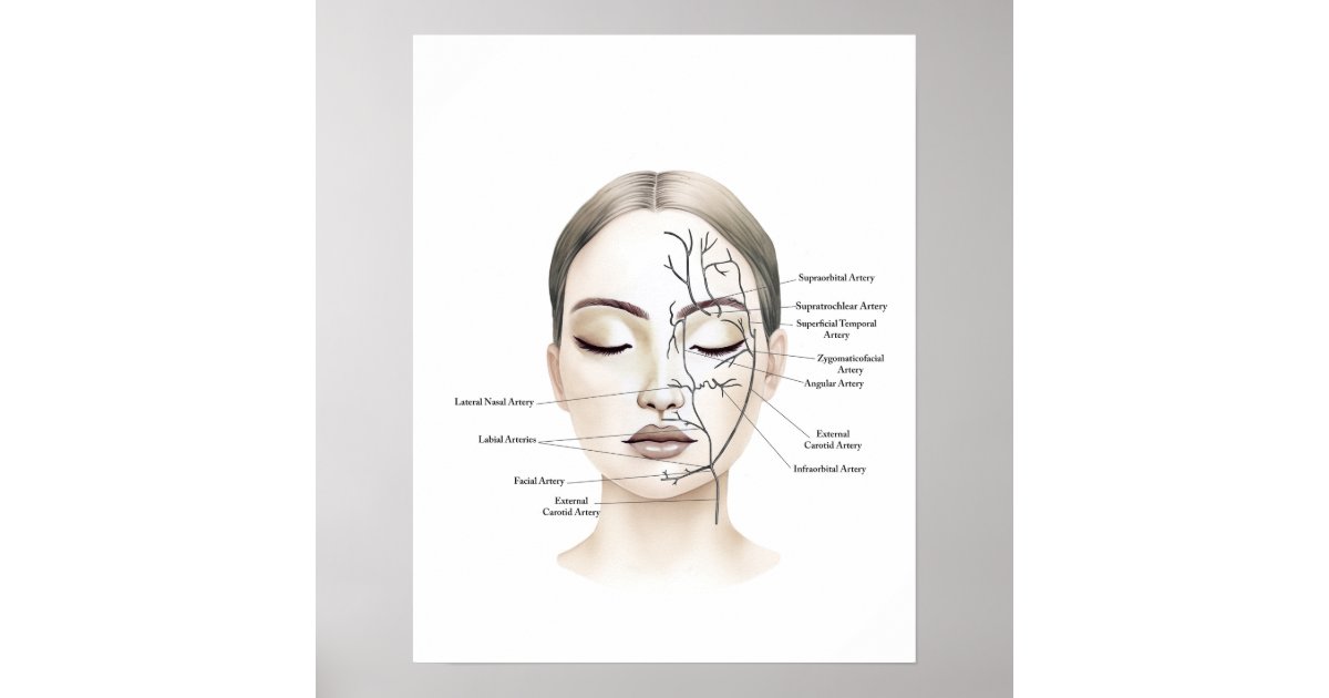 Facial Blood Vessels Anatomy Art Poster | Zazzle