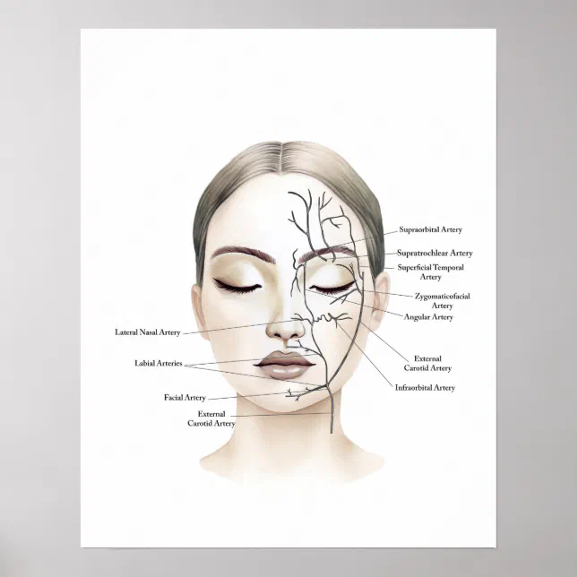 Facial Blood Vessels Anatomy Art Poster | Zazzle
