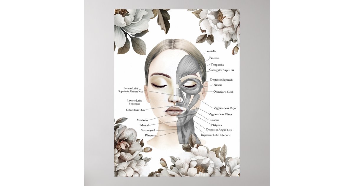 Facial Muscles Anatomy Art Massage Therapist Gift Poster | Zazzle