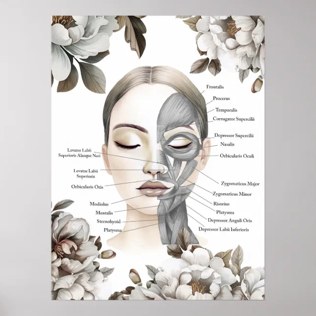Facial Muscles Anatomy Art Massage Therapist Gift Poster | Zazzle