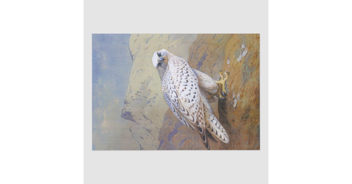 Falcon Watercolor Wildlife Decoupage Tissue Paper | Zazzle