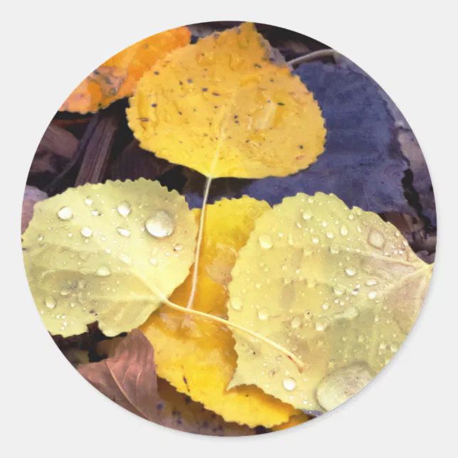 Fall Aspen Leaves Stickers | Zazzle