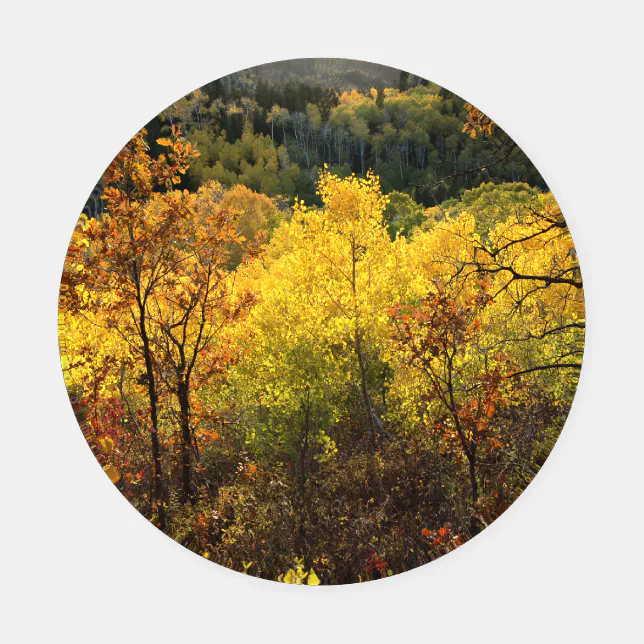 Fall Colors Coaster Set | Zazzle