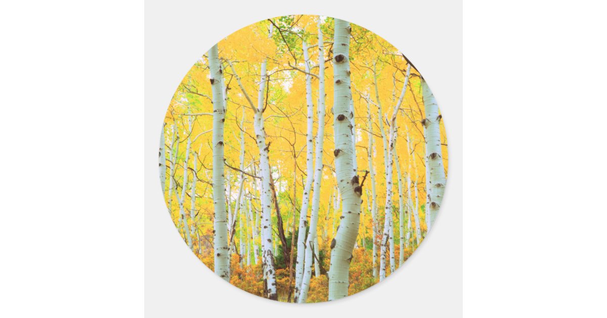 Fall colors of Aspen trees 1 Classic Round Sticker | Zazzle