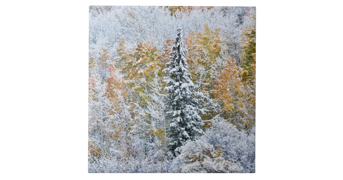 Fall Colors of Aspens & Snow Keebler Pass Ceramic Tile | Zazzle