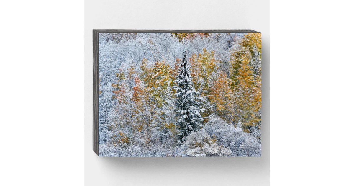 Fall Colors of Aspens & Snow Keebler Pass Wooden Box Sign | Zazzle