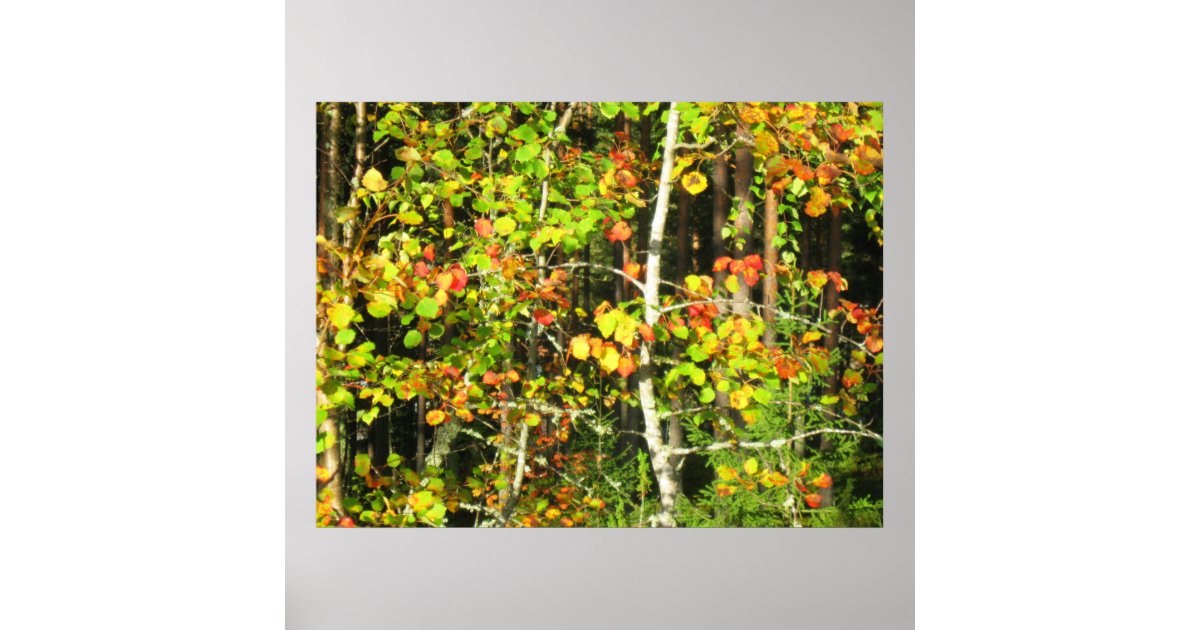 Fall colors poster | Zazzle