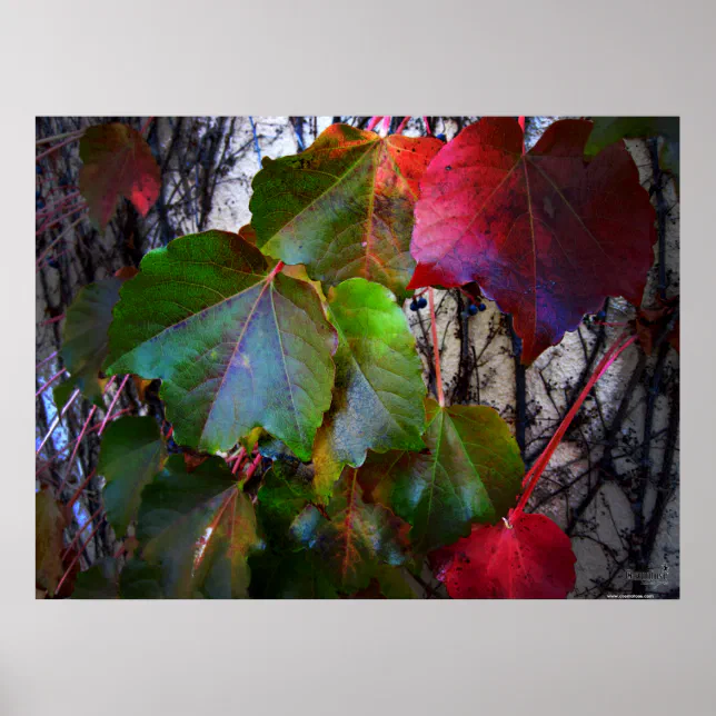 Fall Colors Poster - Huge | Zazzle