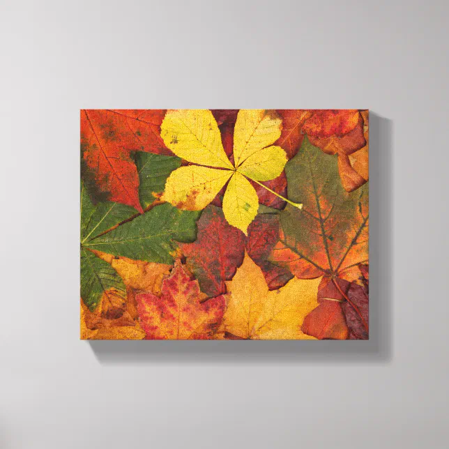 Fall Foliage Canvas Print | Zazzle