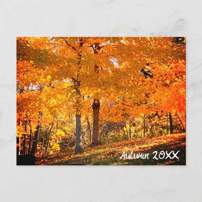 Fall Foliage Postcard | Zazzle