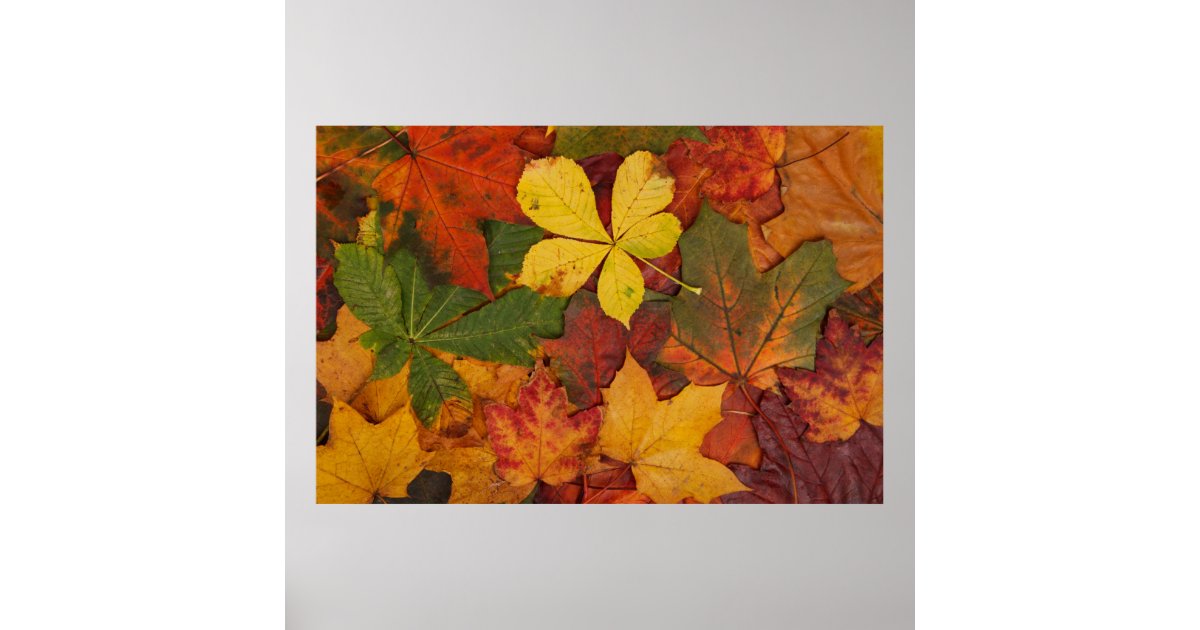 Fall Foliage Poster | Zazzle