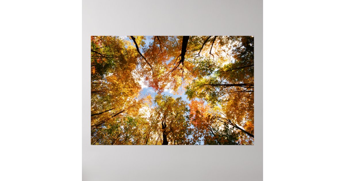 Fall Foliage Print | Zazzle.com