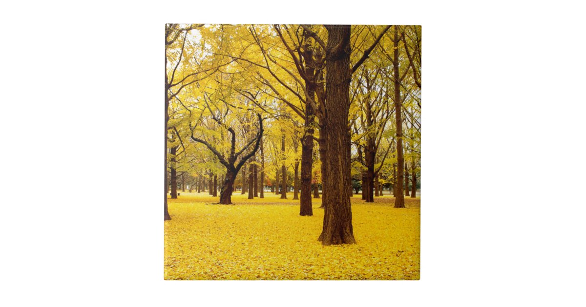 Fall forest scenery ceramic tile | Zazzle