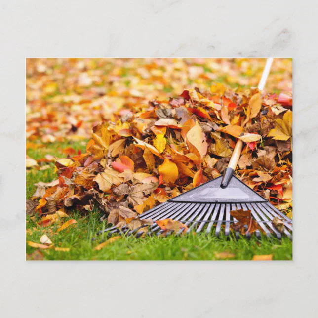 Fall Leaves With Rake Postcard | Zazzle