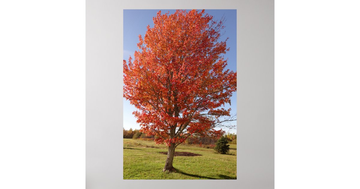 Fall maple tree with burning red leaves poster | Zazzle