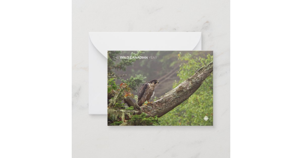 Fall - Peregrine Falcon Note Card | Zazzle