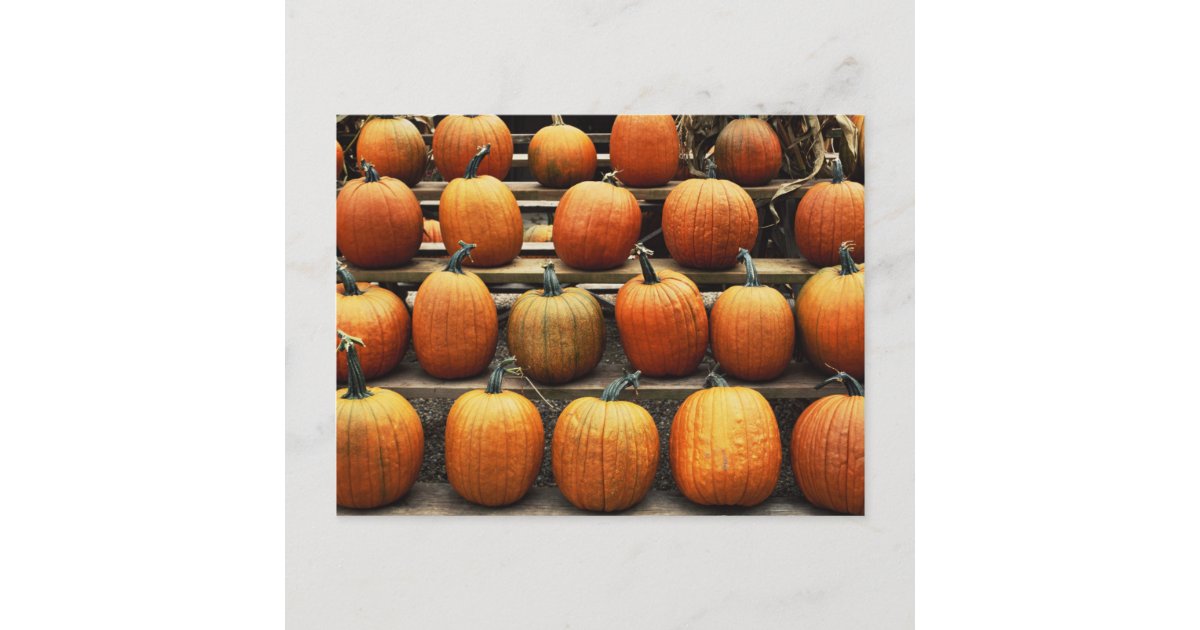 Fall pumpkins postcard | Zazzle