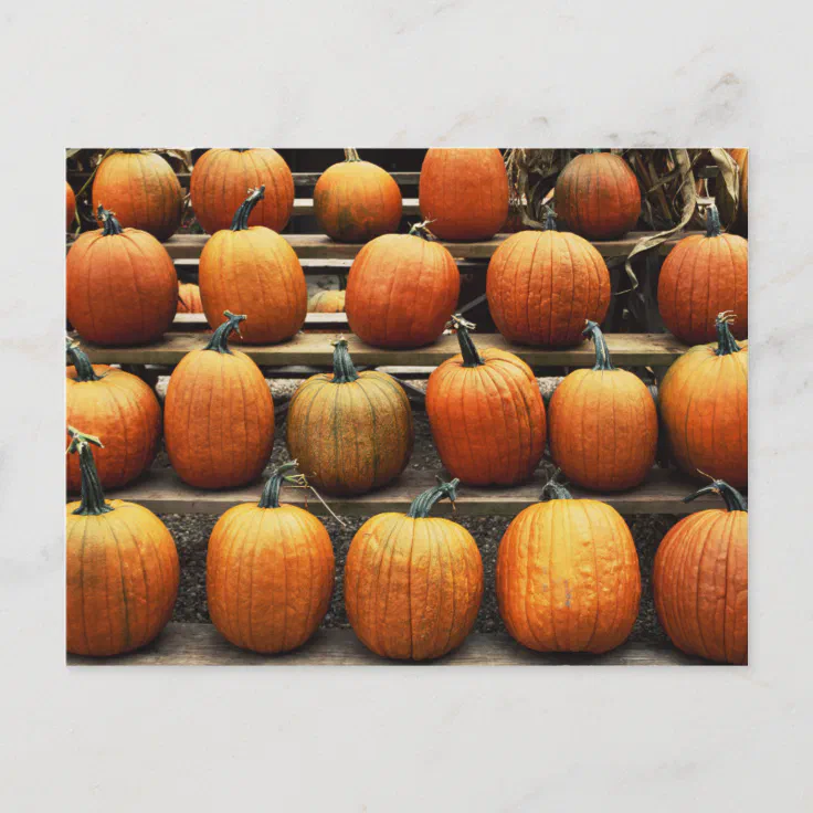 Fall pumpkins postcard | Zazzle