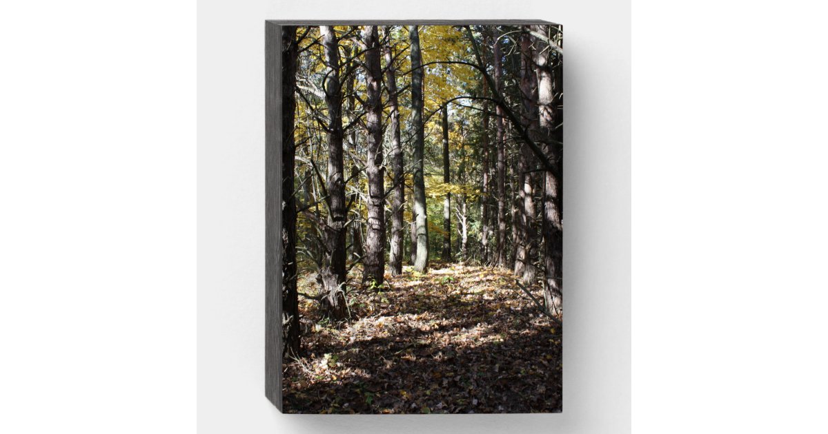 Fall Tall Trees | Forest Wooden Box Sign | Zazzle