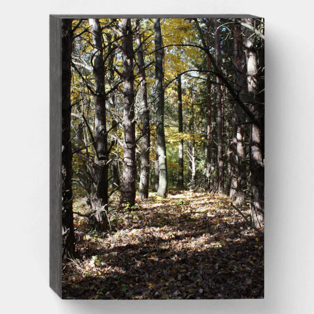 Fall Tall Trees | Forest Wooden Box Sign | Zazzle