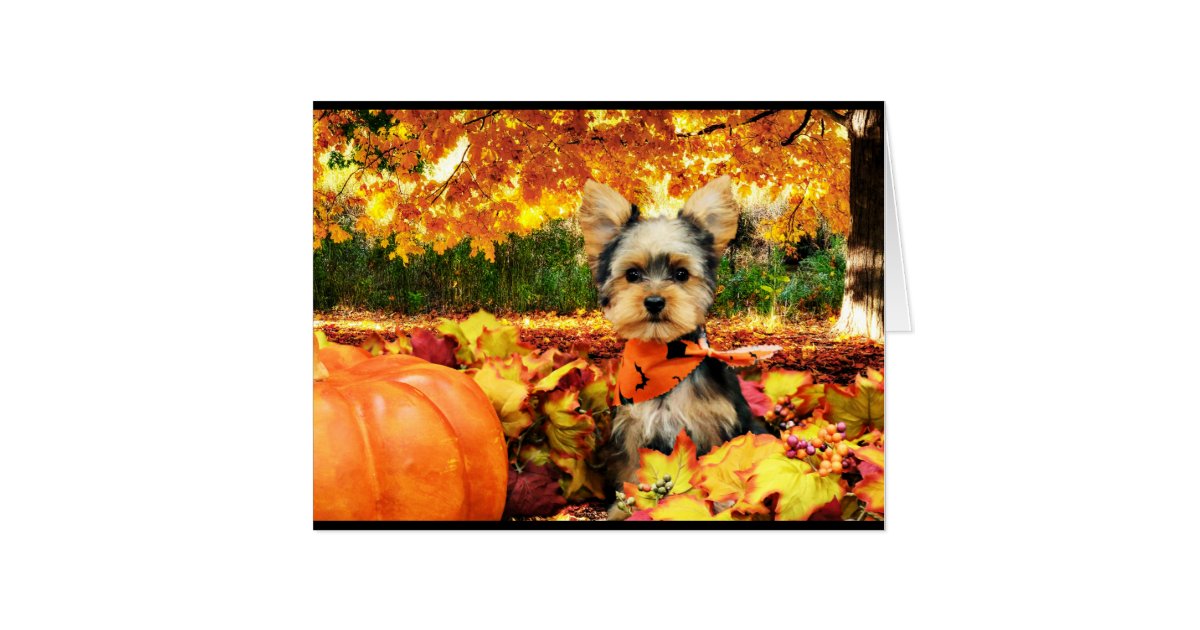 Fall Thanksgiving - Max - Yorkie Card | Zazzle