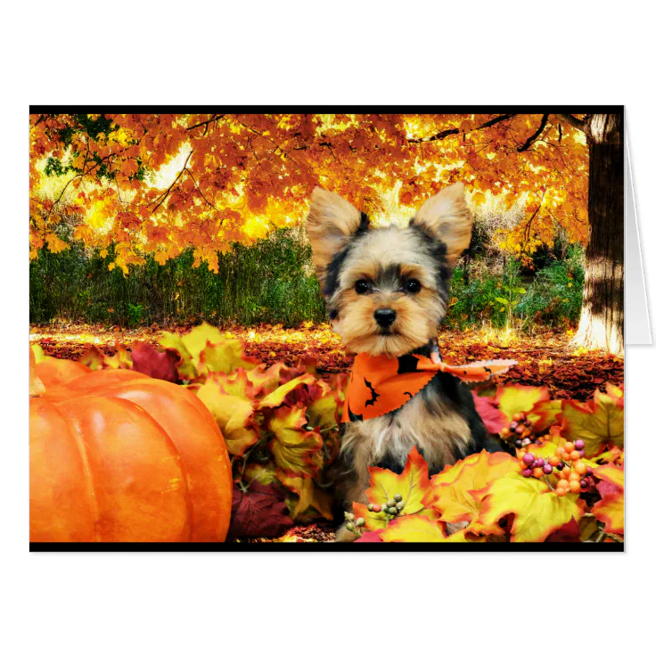 Fall Thanksgiving - Max - Yorkie Card | Zazzle