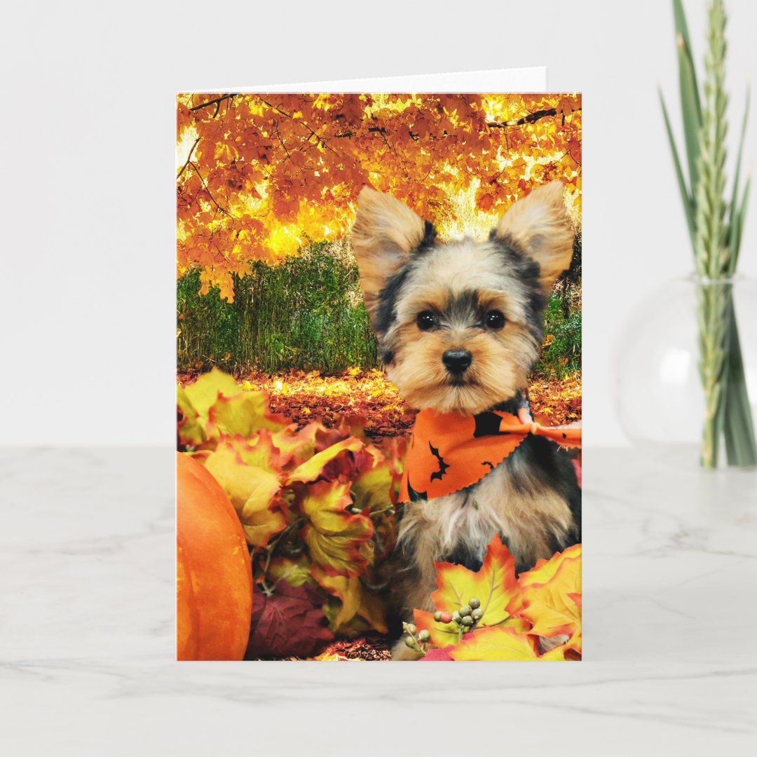 Fall Thanksgiving - Max - Yorkie Holiday Card | Zazzle