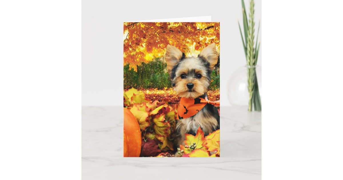 Fall Thanksgiving - Max - Yorkie Holiday Card | Zazzle