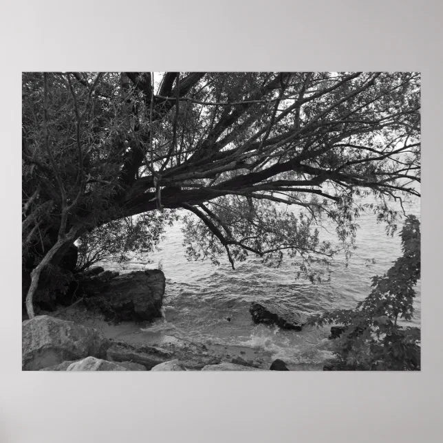 Fallen Tree over Water Poster | Zazzle