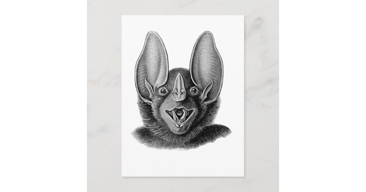False Vampire Bat Postcard | Zazzle