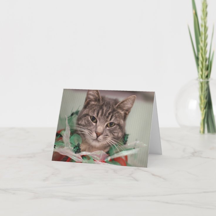 FAMD Christmas Cat Thank You Card | Zazzle