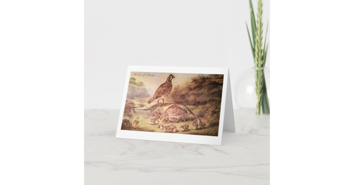 Family of Quail Greeting Card | Zazzle