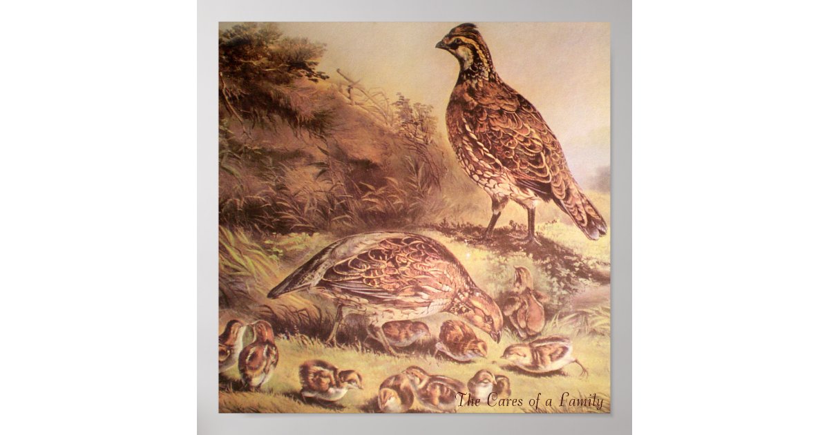 Family of Quail Poster | Zazzle