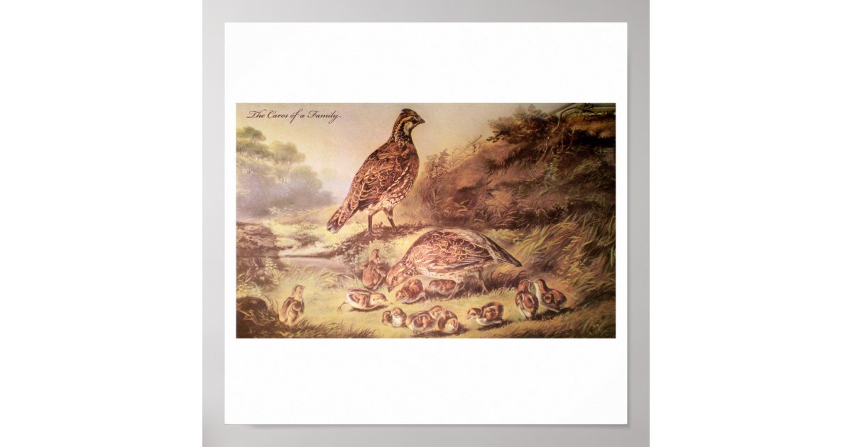 Family of Quail Poster | Zazzle