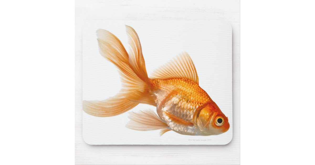 Fancy Goldfish Mouse Pad | Zazzle