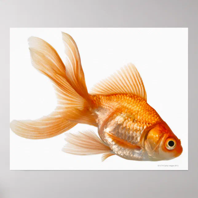 Fancy Goldfish Poster | Zazzle