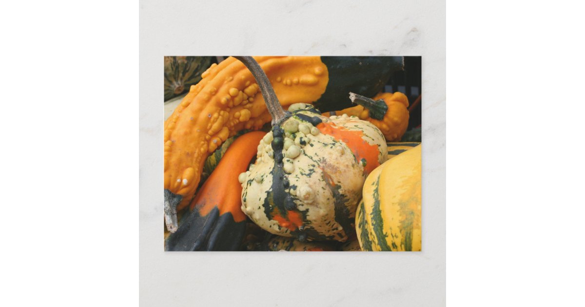 Fancy Gourds Nature Photography Postcard | Zazzle
