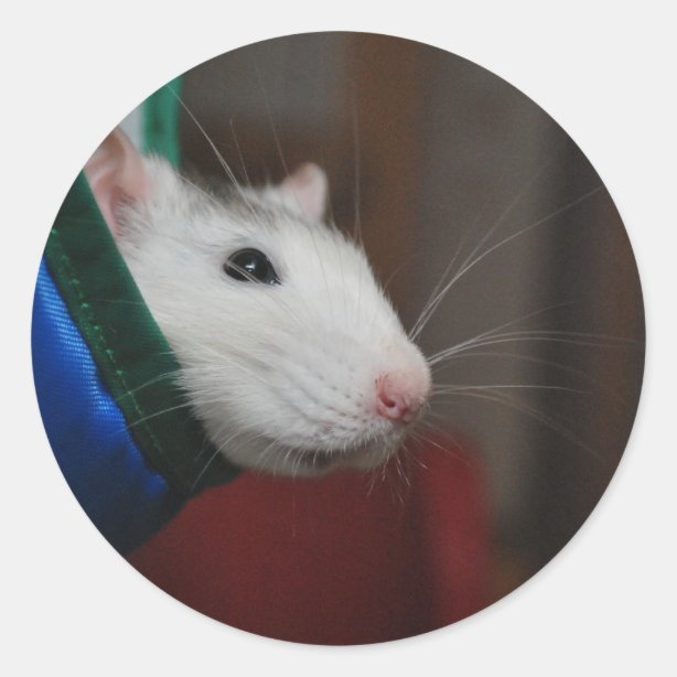 Rats Stickers | Zazzle