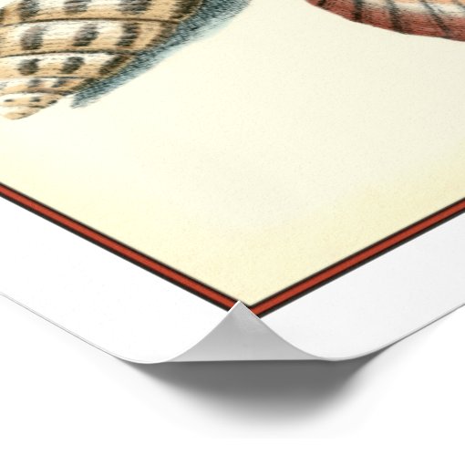 Fancy Shell Beach Poster | Zazzle