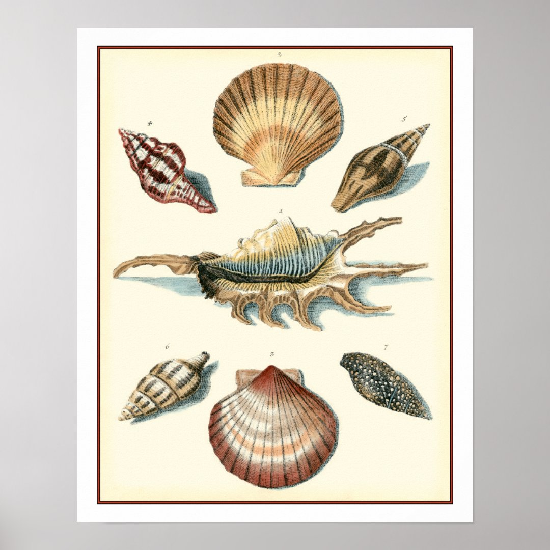 Fancy Shell Beach Poster | Zazzle