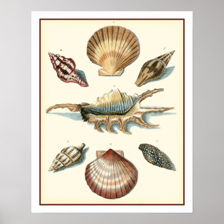 Fancy Shell Beach Poster | Zazzle