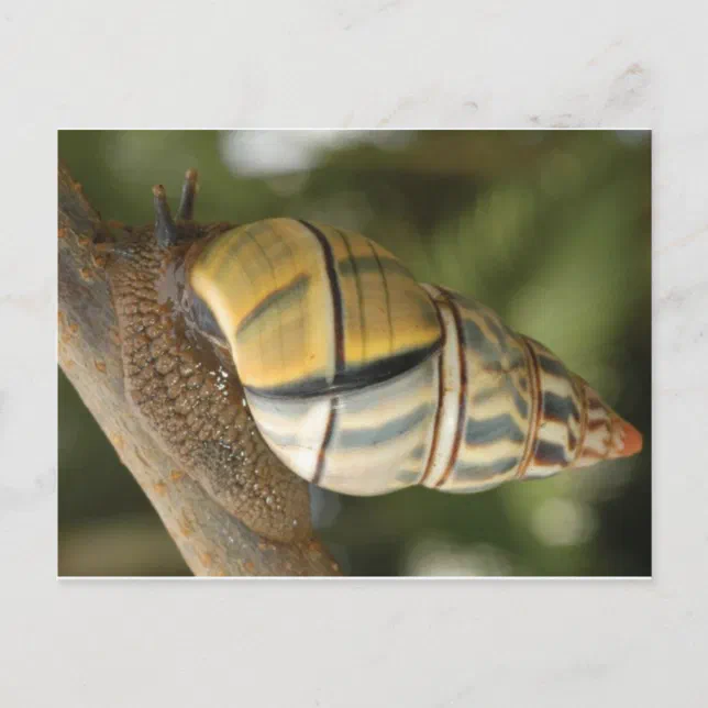Fancy Snail Postcard | Zazzle